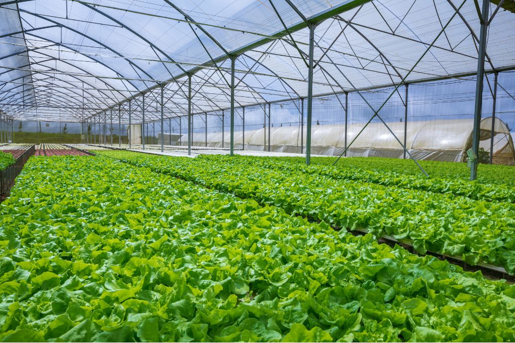 Advantages and disadvantages of using the hydroponic system in ...